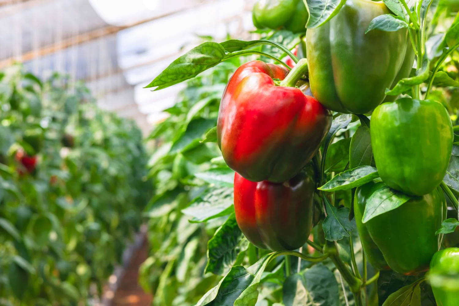Capsicum Farming in Kenya | GrowPact Kenya