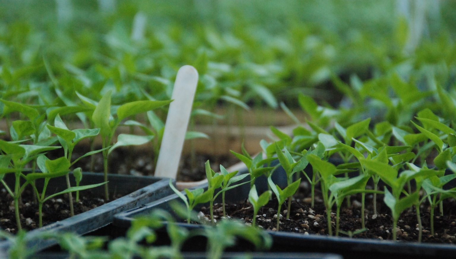 Capsicum Seedlings Selection Ultimate Guide | GrowPact Kenya